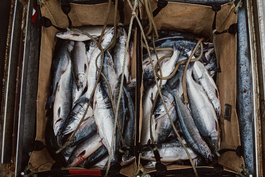 Black Cod vs. Lingcod vs. Pacific Cod: What’s the Catch? – Wild For Salmon